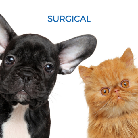 Springdale Veterinarian - River Valley Veterinary Hospital