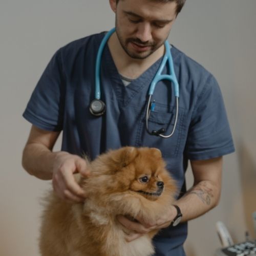 Veterinarian Fox Chapel | A Recognizable Difference