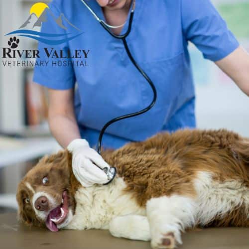 Regular Pet Checkups Are Vital | Veterinarian Fox Chapel