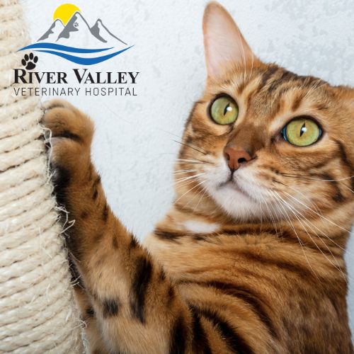 What Is your Cat Telling You Part 6 - River Valley Veterinary Hospital