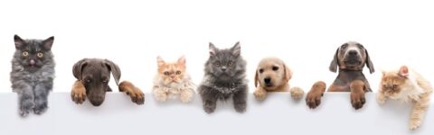 Springdale Veterinarian - River Valley Veterinary Hospital