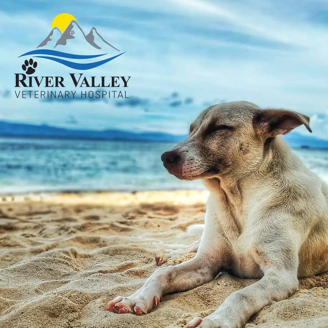 Your Dog’s Body Language Part 2 - River Valley Veterinary Hospital