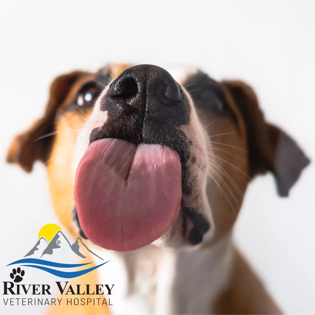 Your Dog’s Body Language Part 3 - River Valley Veterinary Hospital