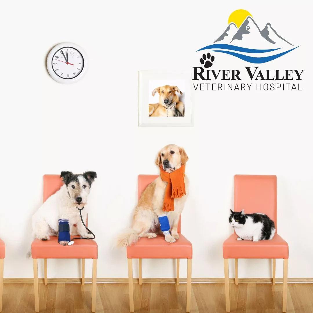 Is An Animal Hospital The Same As A Vet - River Valley Veterinary Hospital