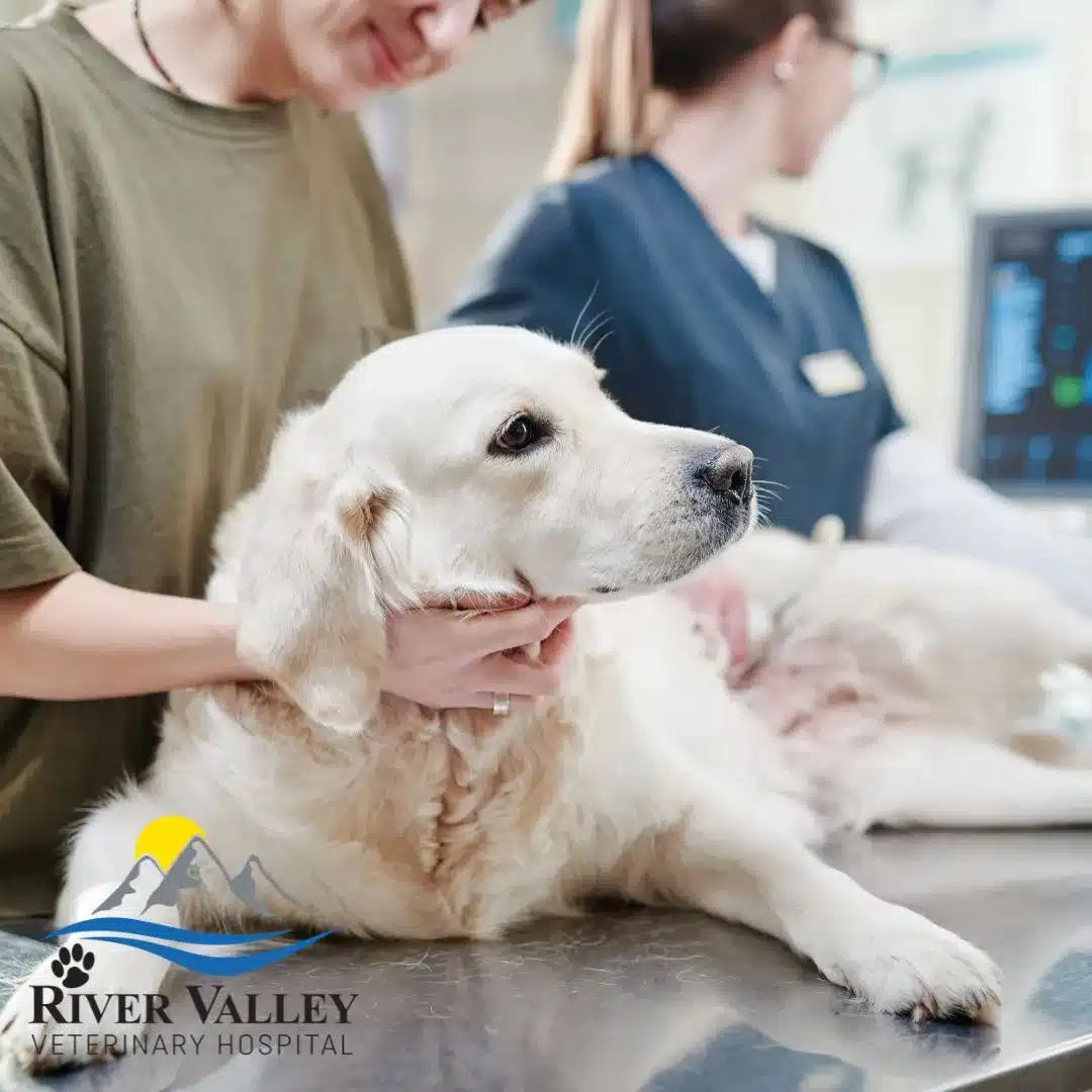 Why Fox Chapel's Leading Vet Clinic is Going Viral! - River Valley ...