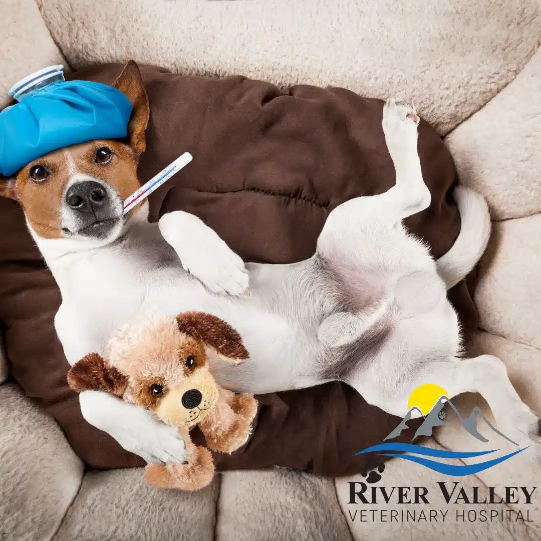 Animal Health Facts You Can't Ignore! - River Valley Veterinary Hospital