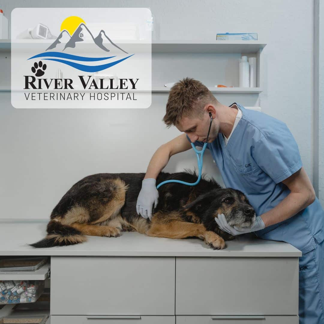 What Veterinarians Want Every Animal Owner to Know - River Valley ...