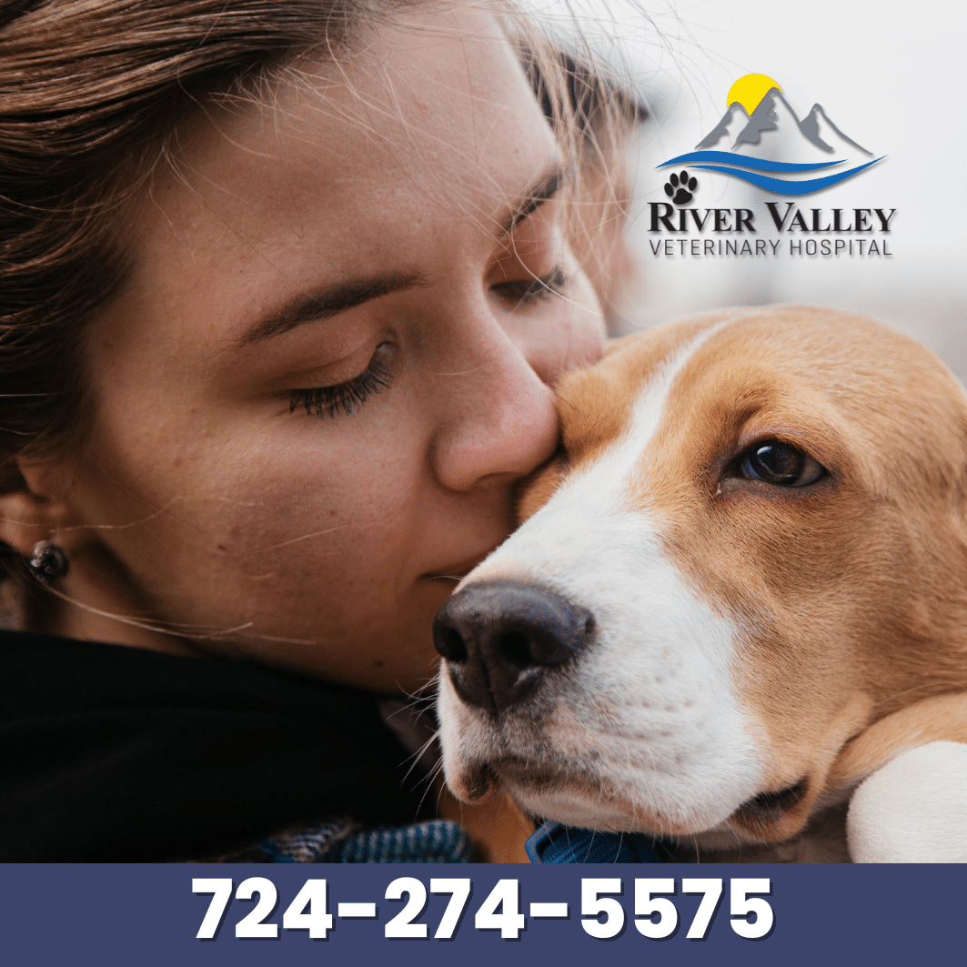 Revolutionary and Innovative Pet Treatments Fox Chapel Can Count On ...